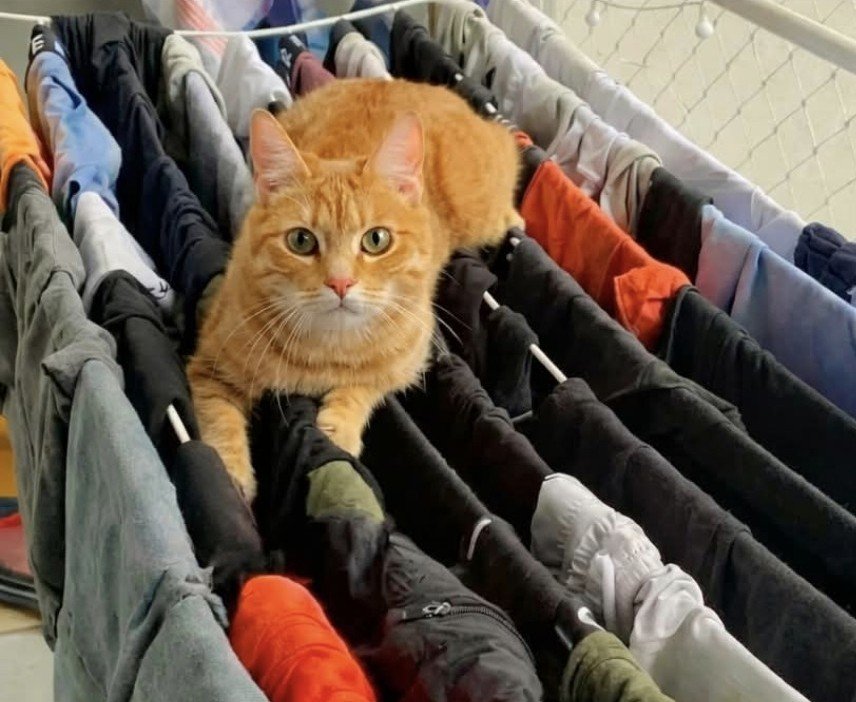 Solve One washes clothes to remove cat hairs and then... jigsaw puzzle ...